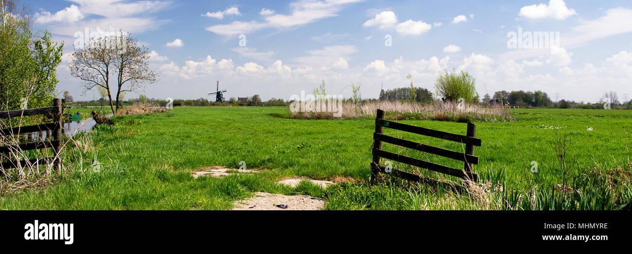 Panorama of typical Dutch scenic landscape in spring with meadows ...