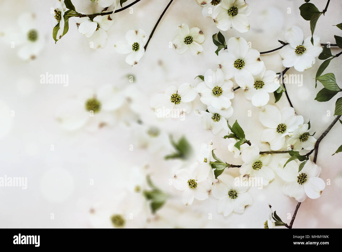 Flowering dogwood spring blossoms against a soft textured background ...