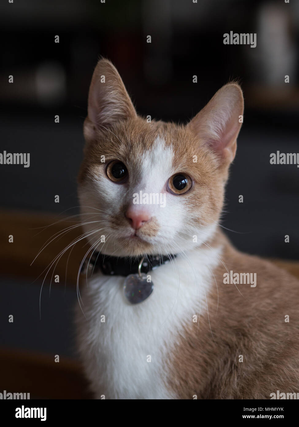Cat looking straight into camera lens curiously Stock Photo - Alamy
