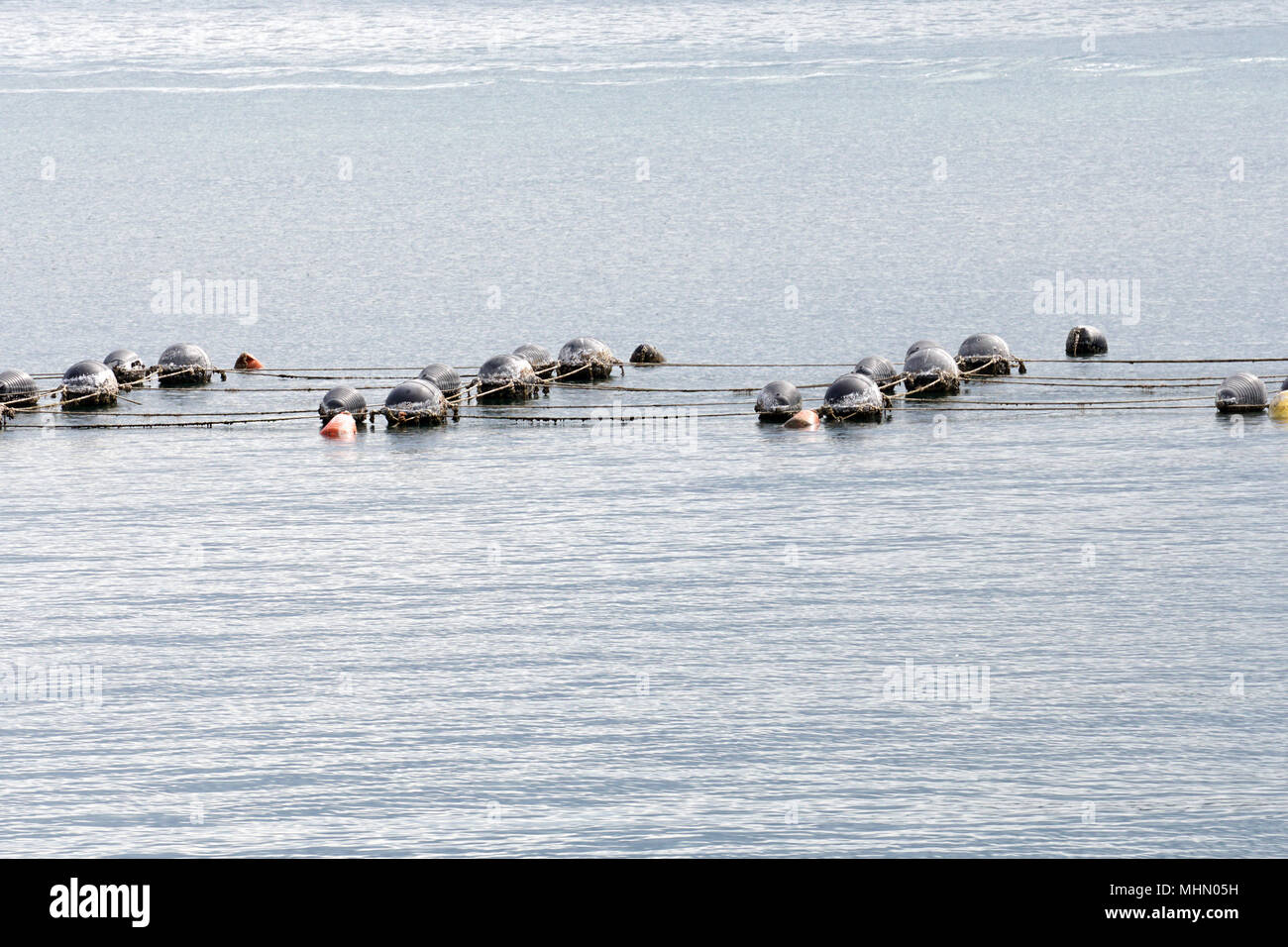 Clam farming italy hi-res stock photography and images - Alamy