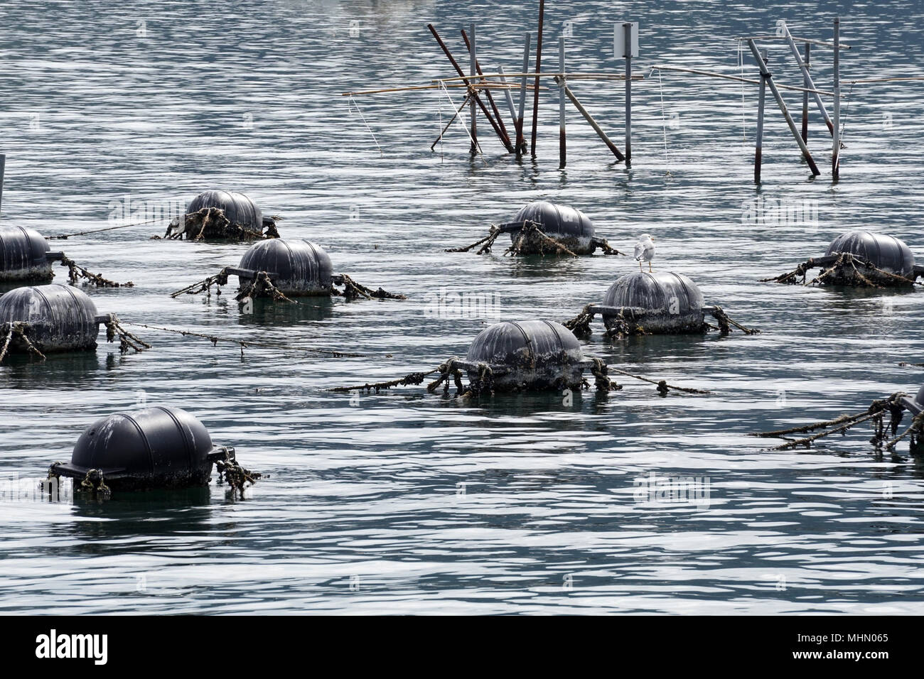 Clam farming italy hi-res stock photography and images - Alamy