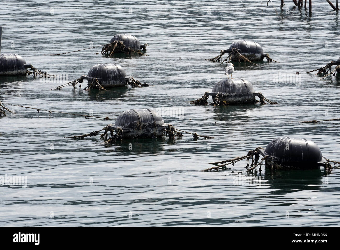 Clam farming italy hi-res stock photography and images - Alamy