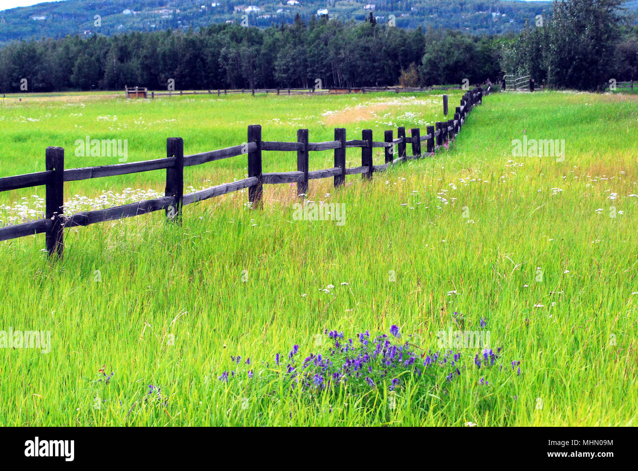 Alaska Wildflowers High Resolution Stock Photography and Images - Alamy