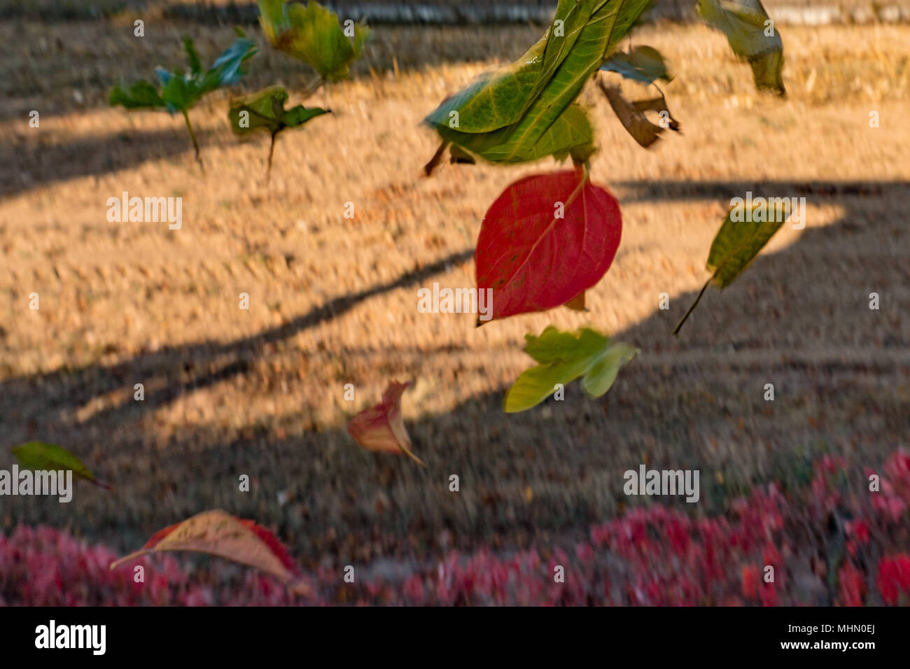 autumn leaves while falling on the ground Stock Photo - Alamy