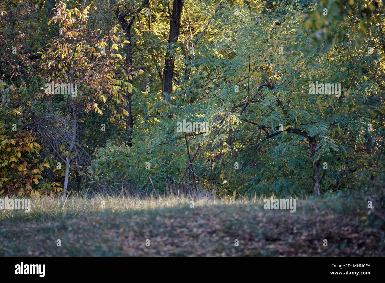 autumn leaves path detail close up Stock Photo - Alamy