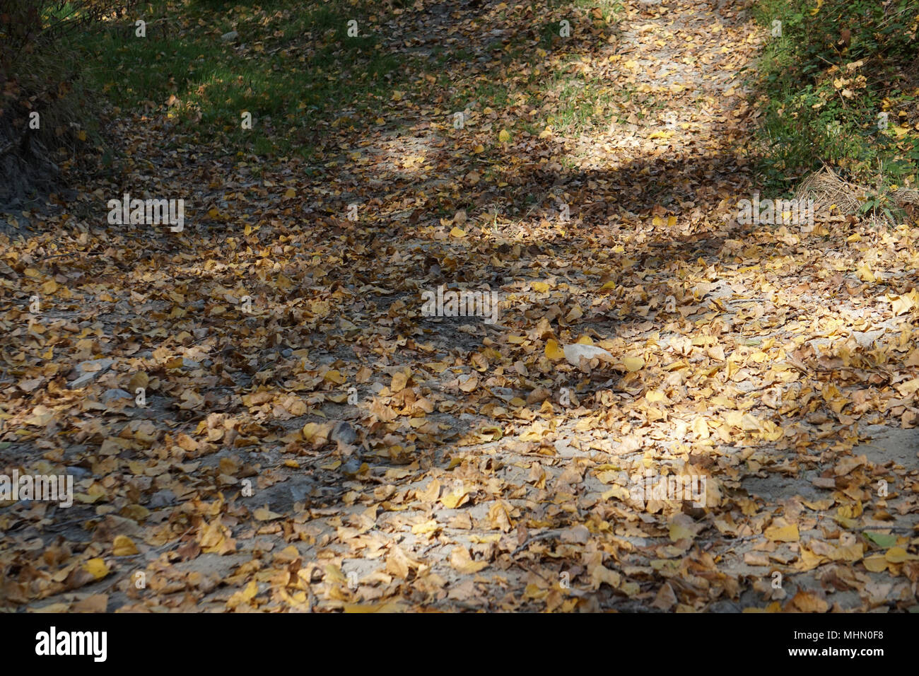 autumn leaves path detail close up Stock Photo - Alamy