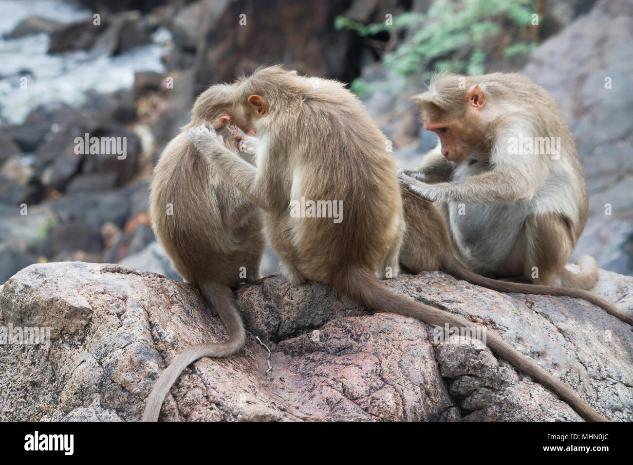 Group Of Monkeys Sitting On Rock With Mountain Background Stock Photo ...