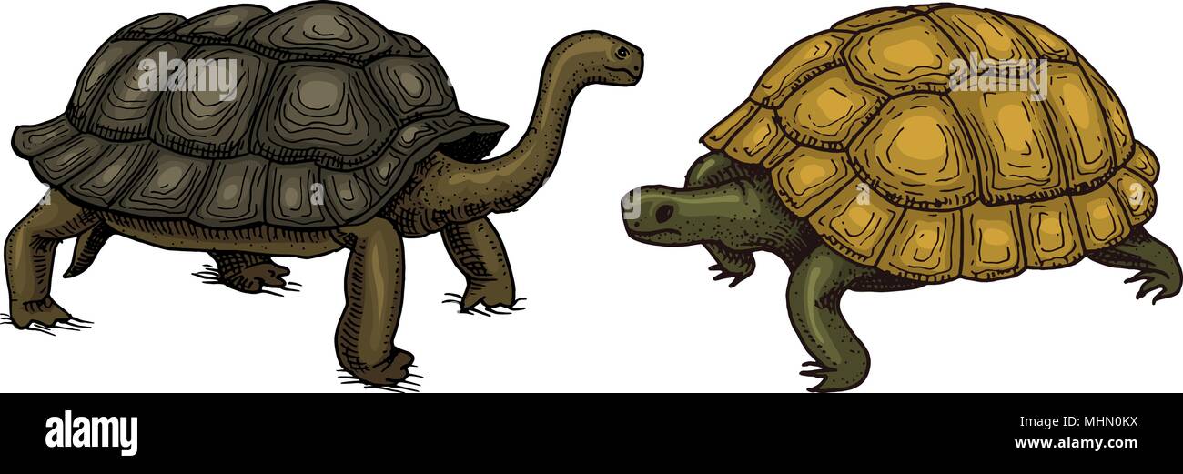 Vector illustration cartoon old turtle hi-res stock photography and ...