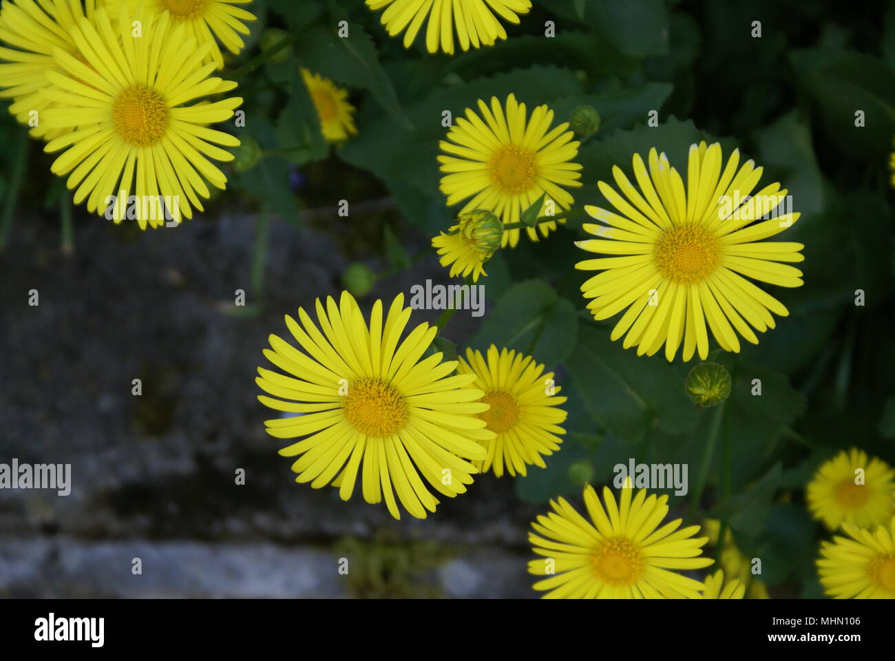 Flower visions hi-res stock photography and images - Alamy