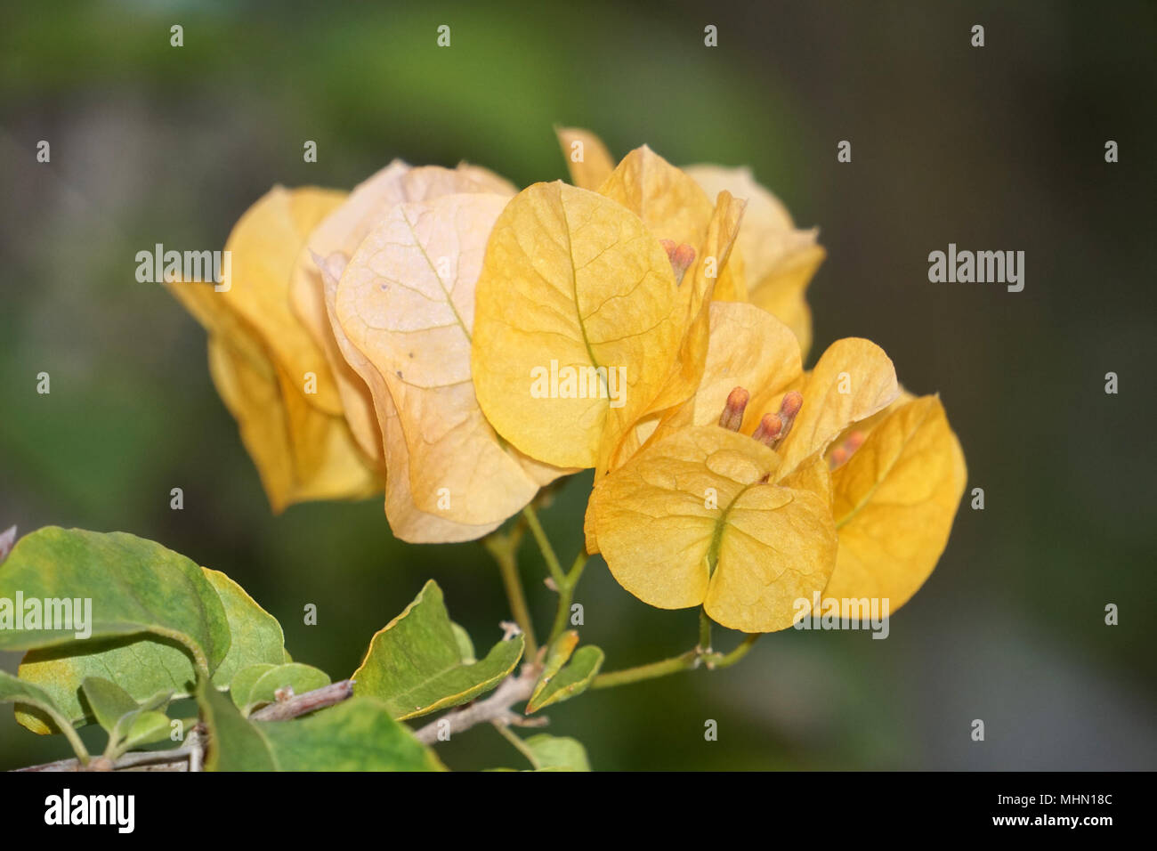 Bougainvillea flower close up detail Stock Photo - Alamy