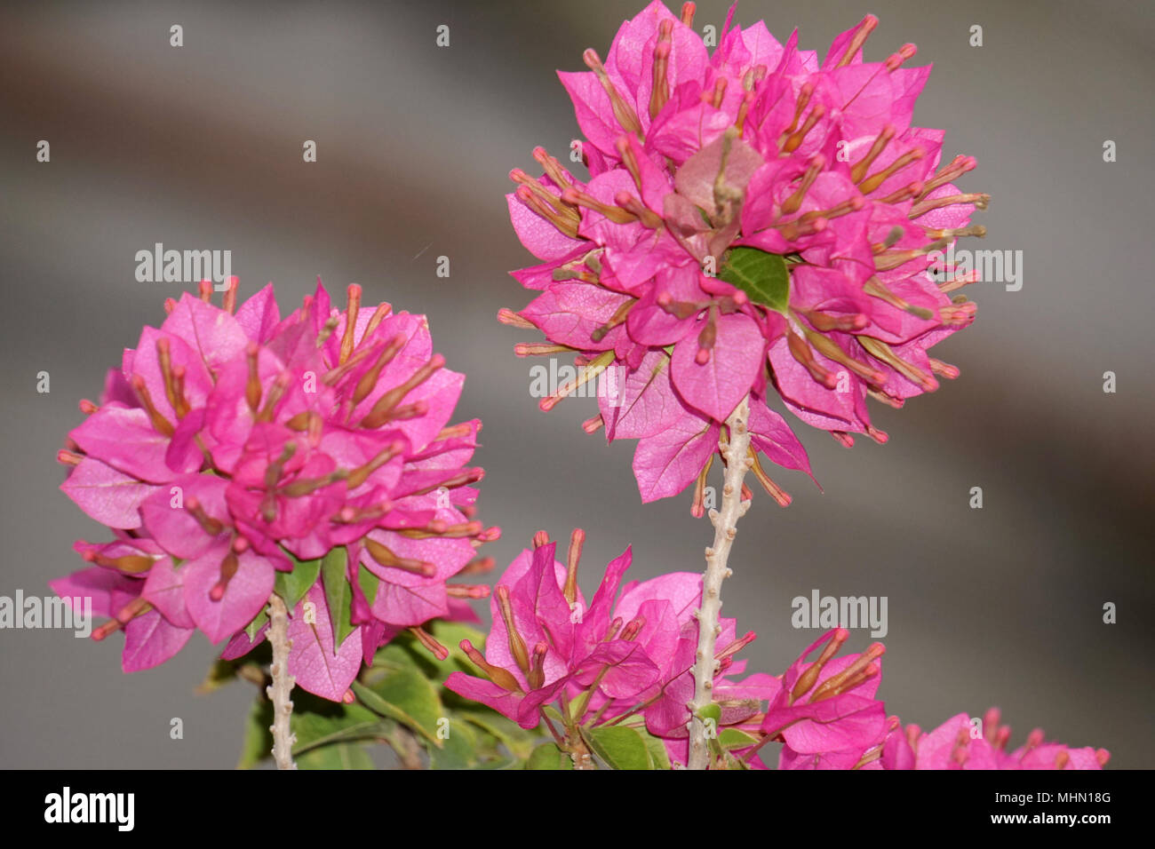 Bougainvillea flower close up detail Stock Photo - Alamy