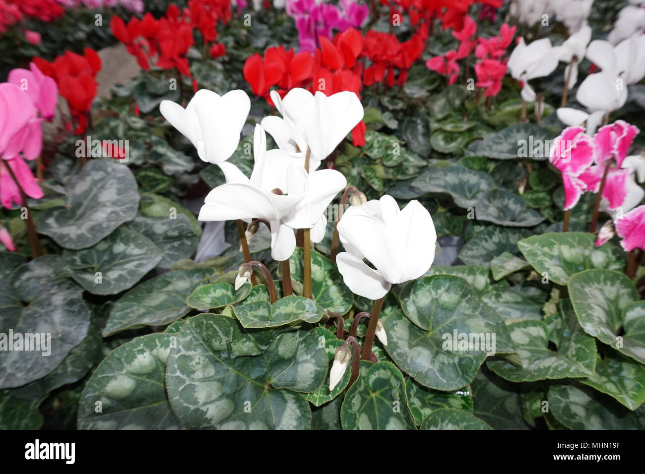 Cyclamen flower Multi colors detail Stock Photo - Alamy