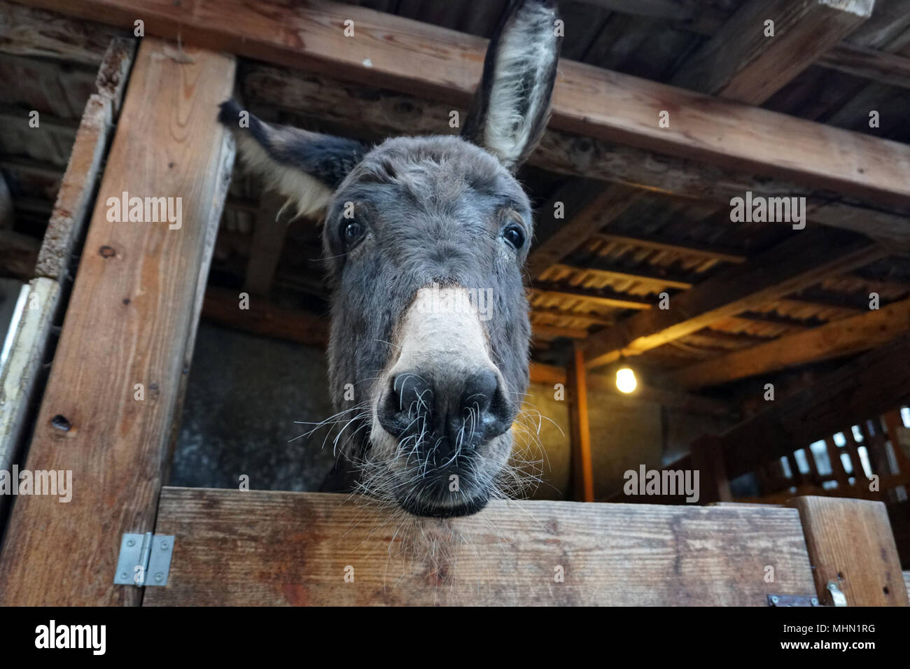 Donkey in stable hi-res stock photography and images - Alamy