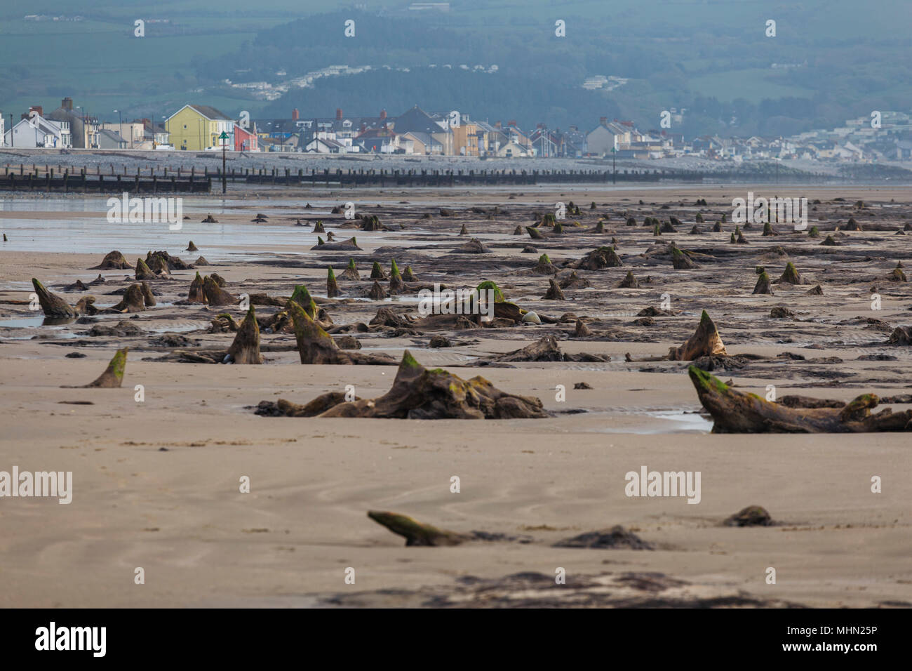 Prehistoric forest near Borth, Ceredigion, West Wales. In 2014 after ...