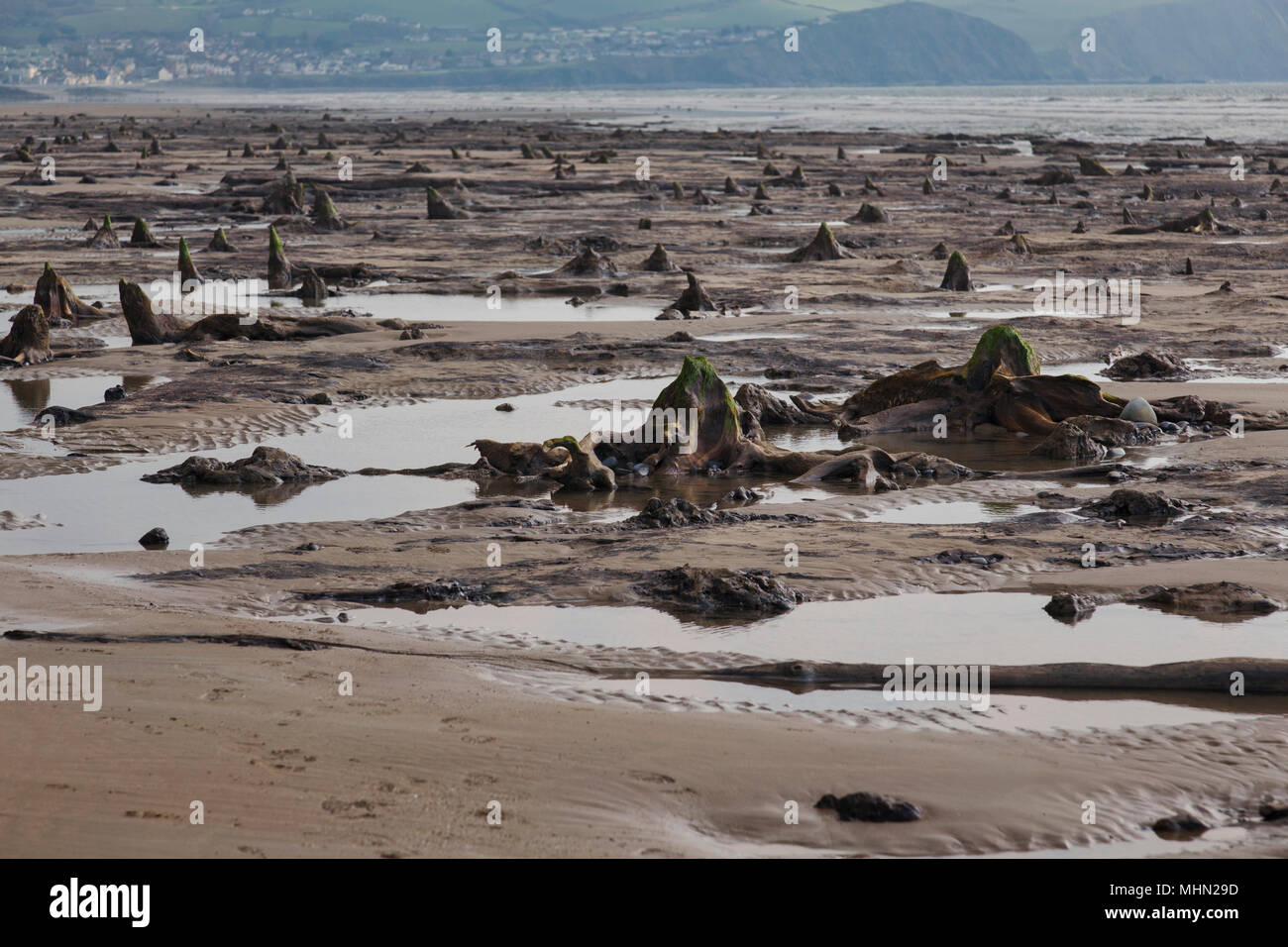 Prehistoric forest hi-res stock photography and images - Alamy