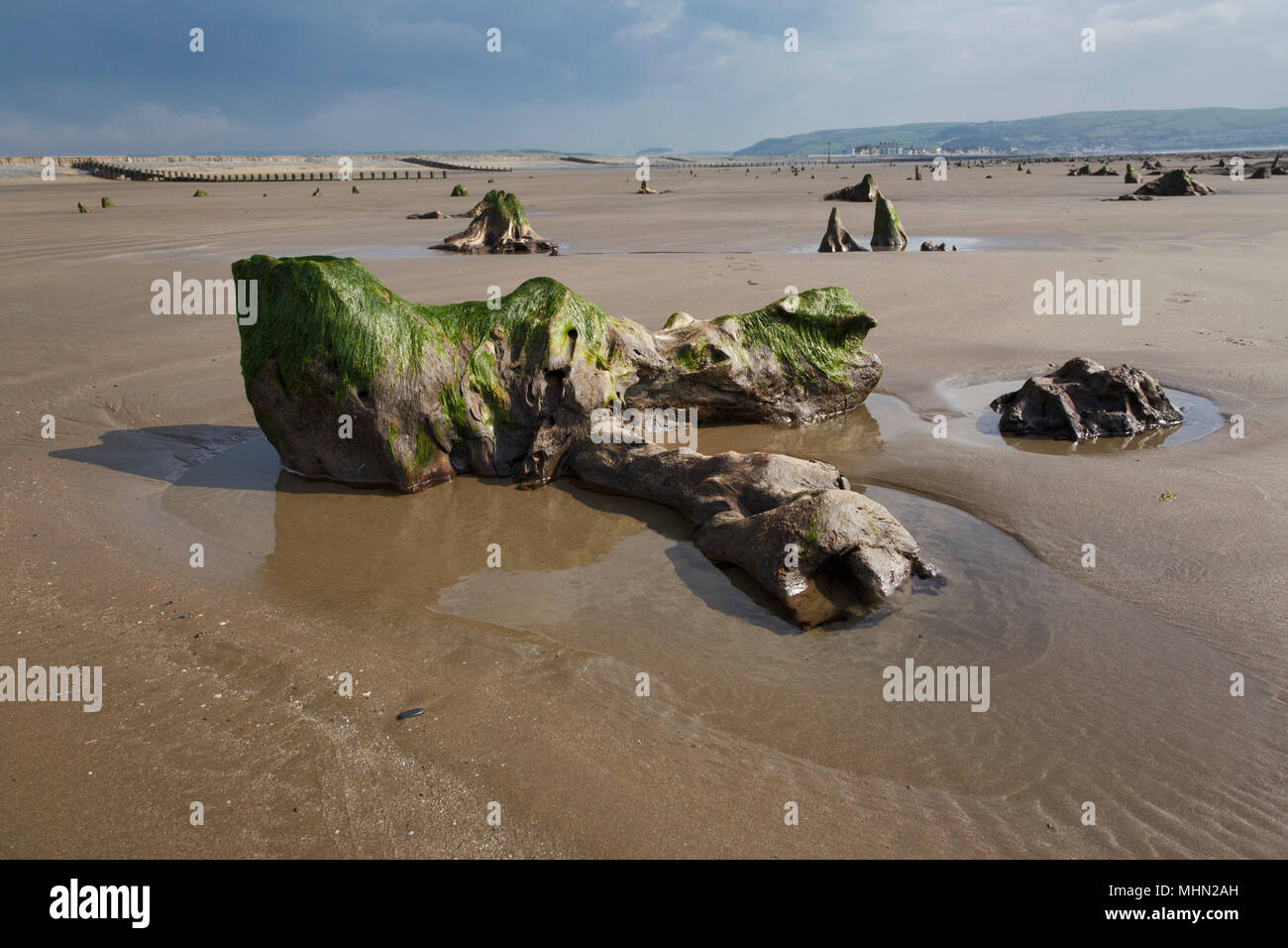 Prehistoric forest near Borth, Ceredigion, West Wales. In 2014 after ...