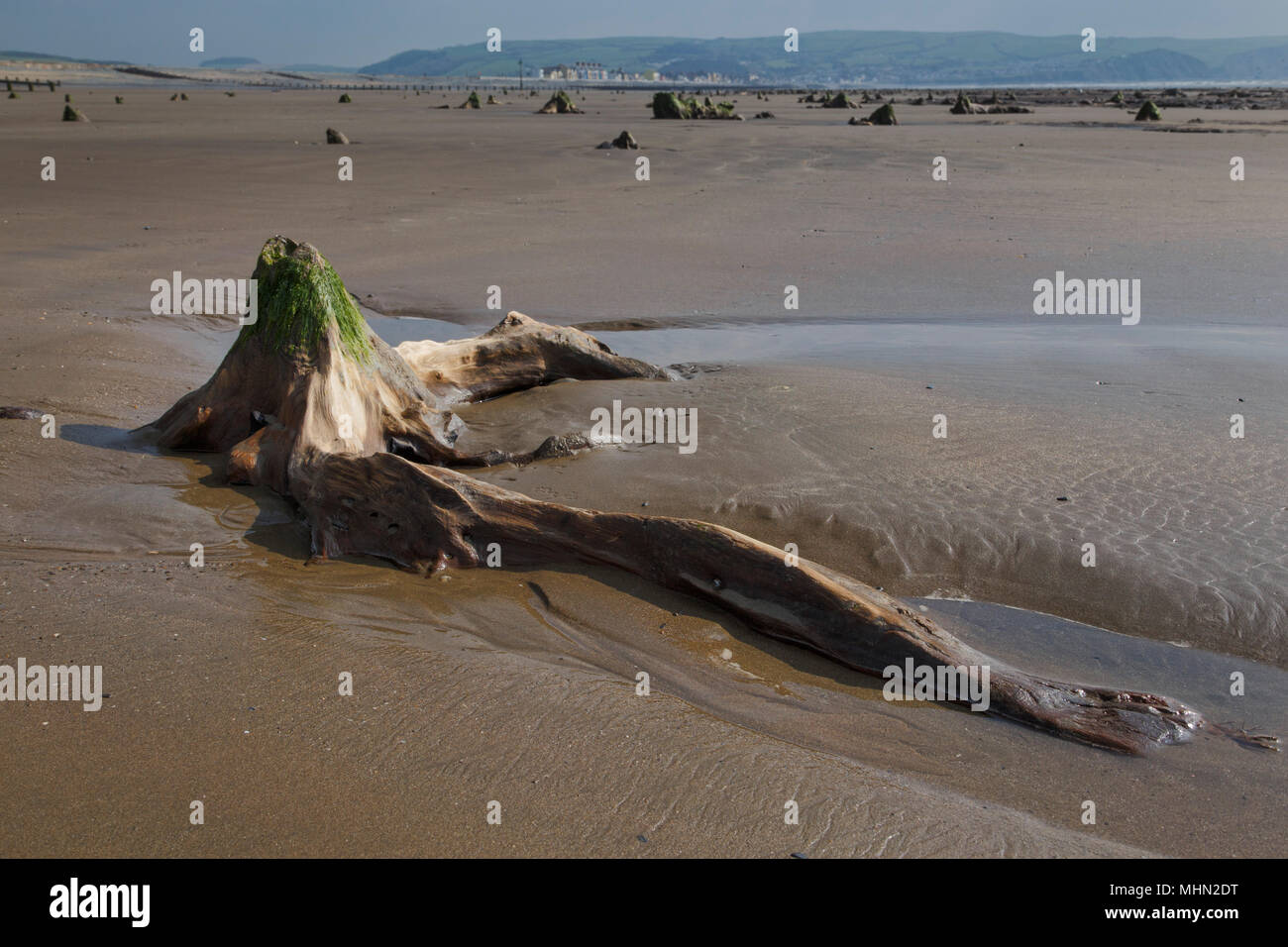 Ancient tree wales hi-res stock photography and images - Alamy