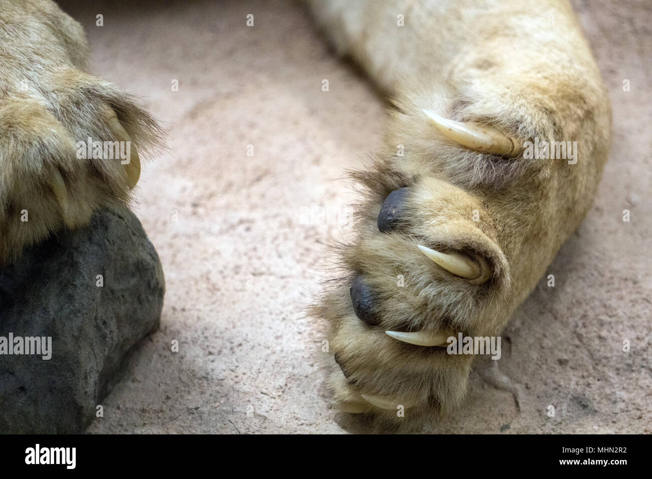Lion paw hi-res stock photography and images - Alamy