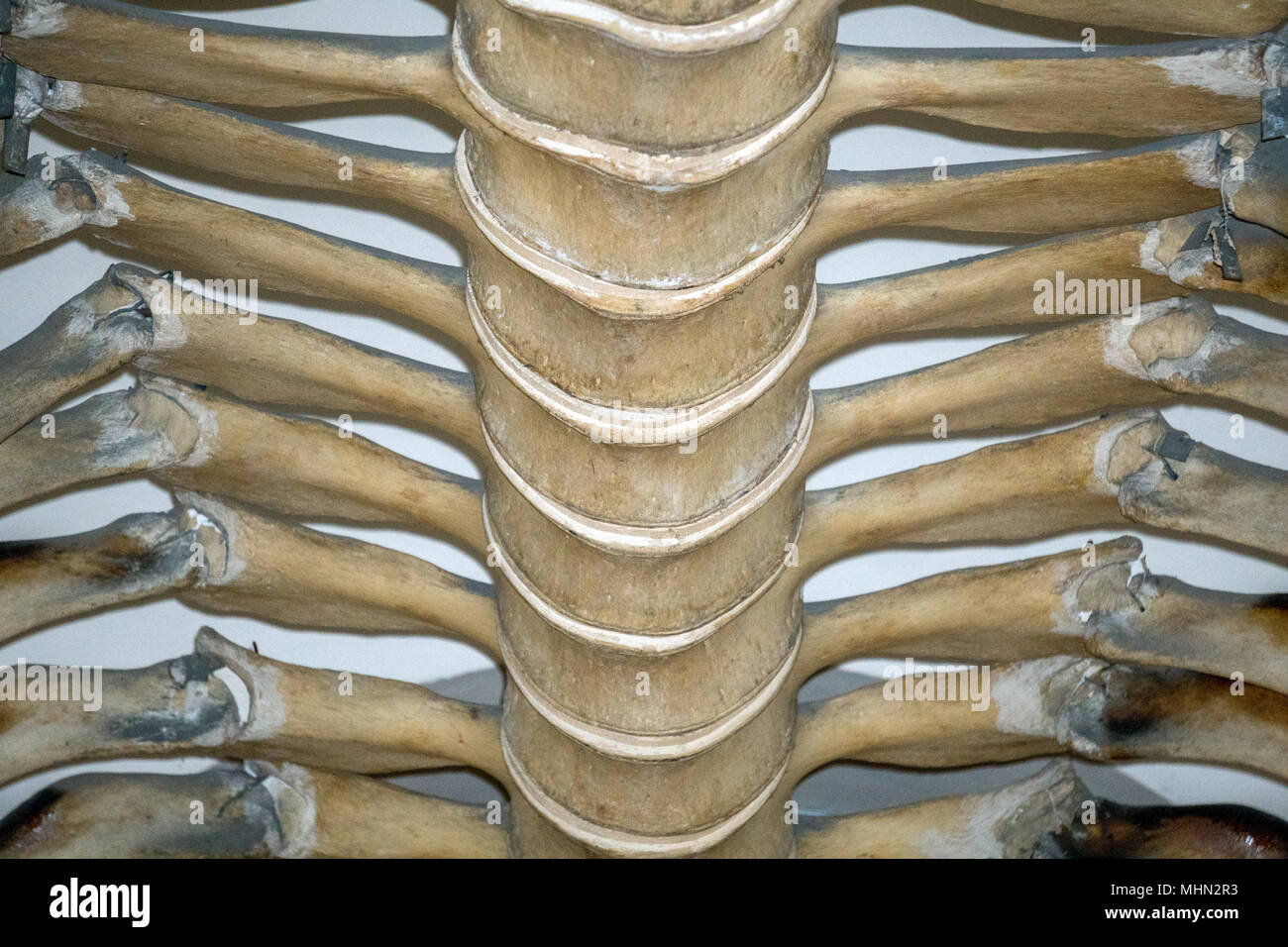 Baleen whale skeleton hi-res stock photography and images - Alamy