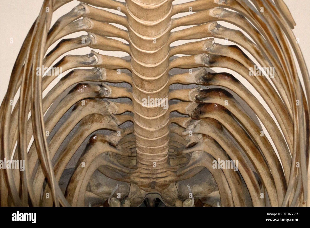 Baleen whale skeleton hi-res stock photography and images - Alamy
