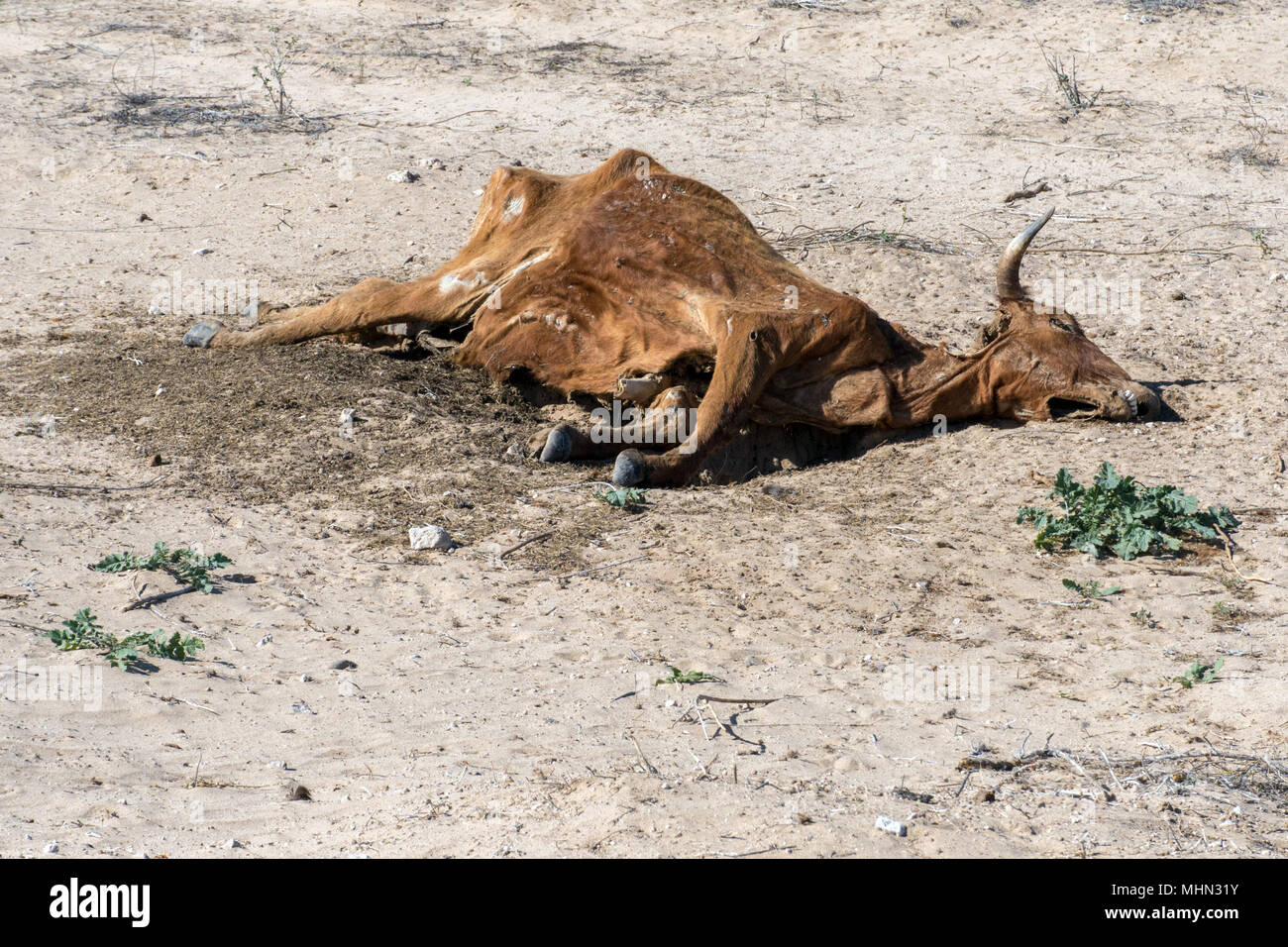 Dead Cow Drought High Resolution Stock Photography and Images - Alamy