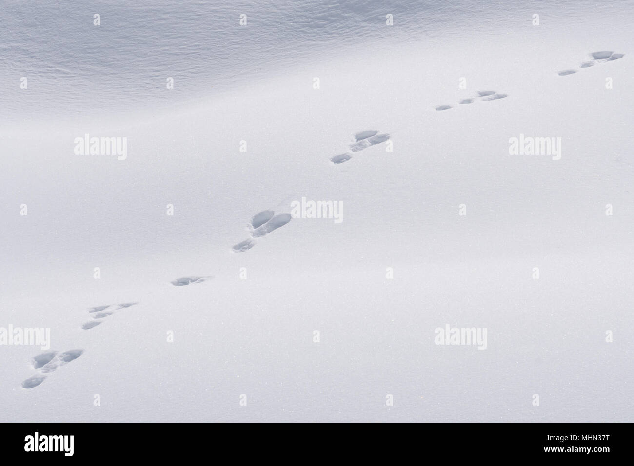 animals trails tracks on snow Stock Photo - Alamy