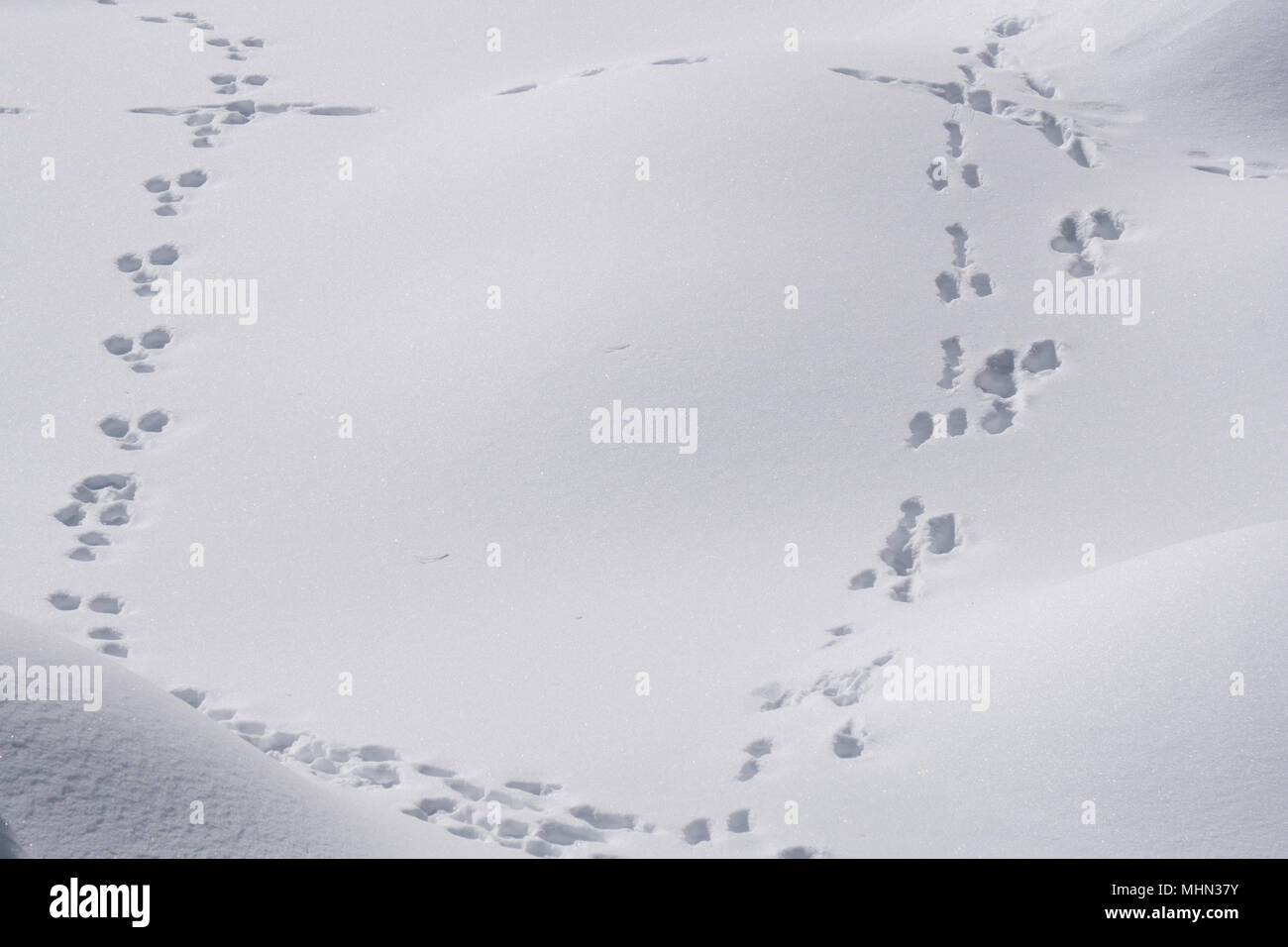 Lynx tracks hi-res stock photography and images - Alamy