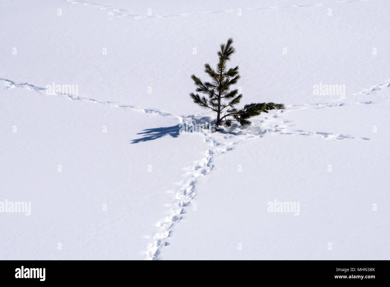 animals trails tracks on snow Stock Photo - Alamy