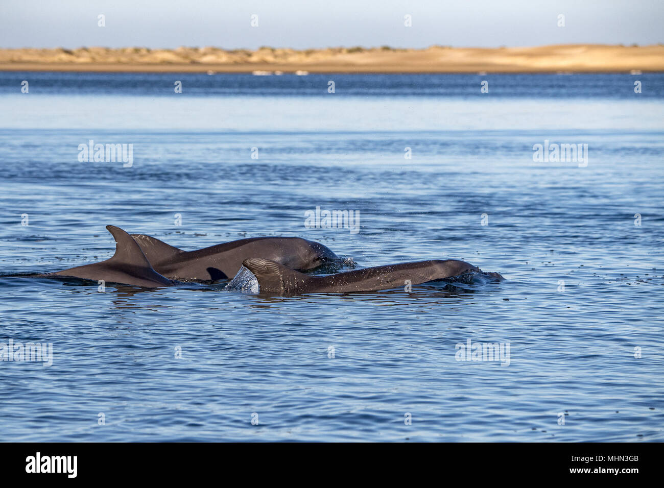 common dolphin near sand dunes beach in California Stock Photo - Alamy