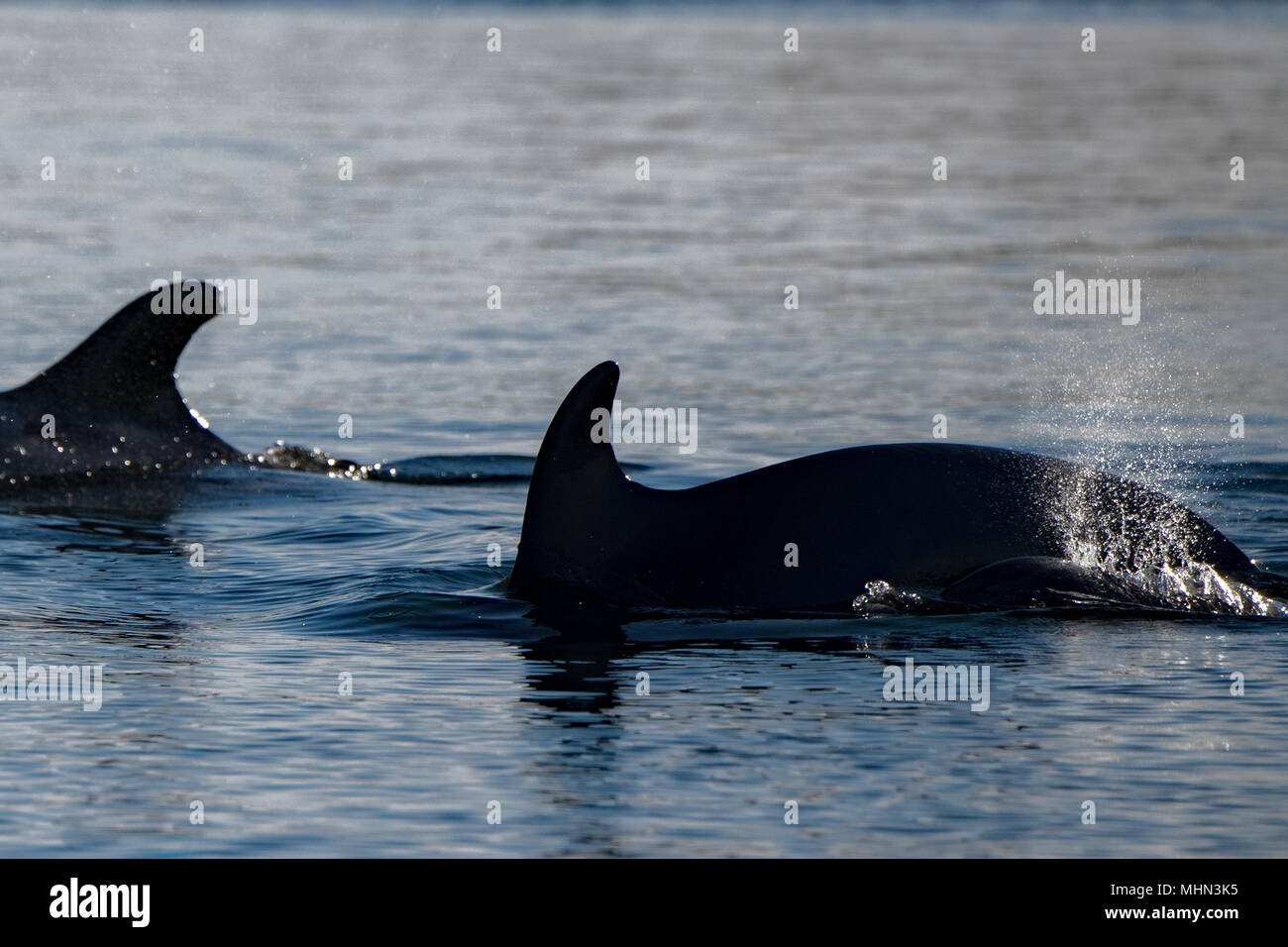 common dolphin jumping outside the pacific ocean in California Stock ...