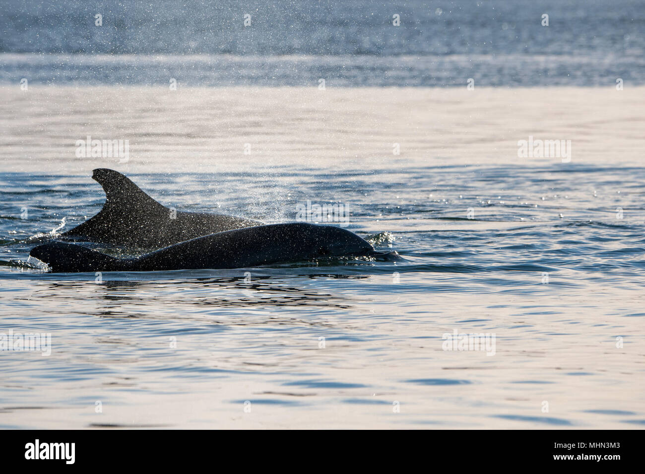common dolphin jumping outside the pacific ocean in California Stock ...