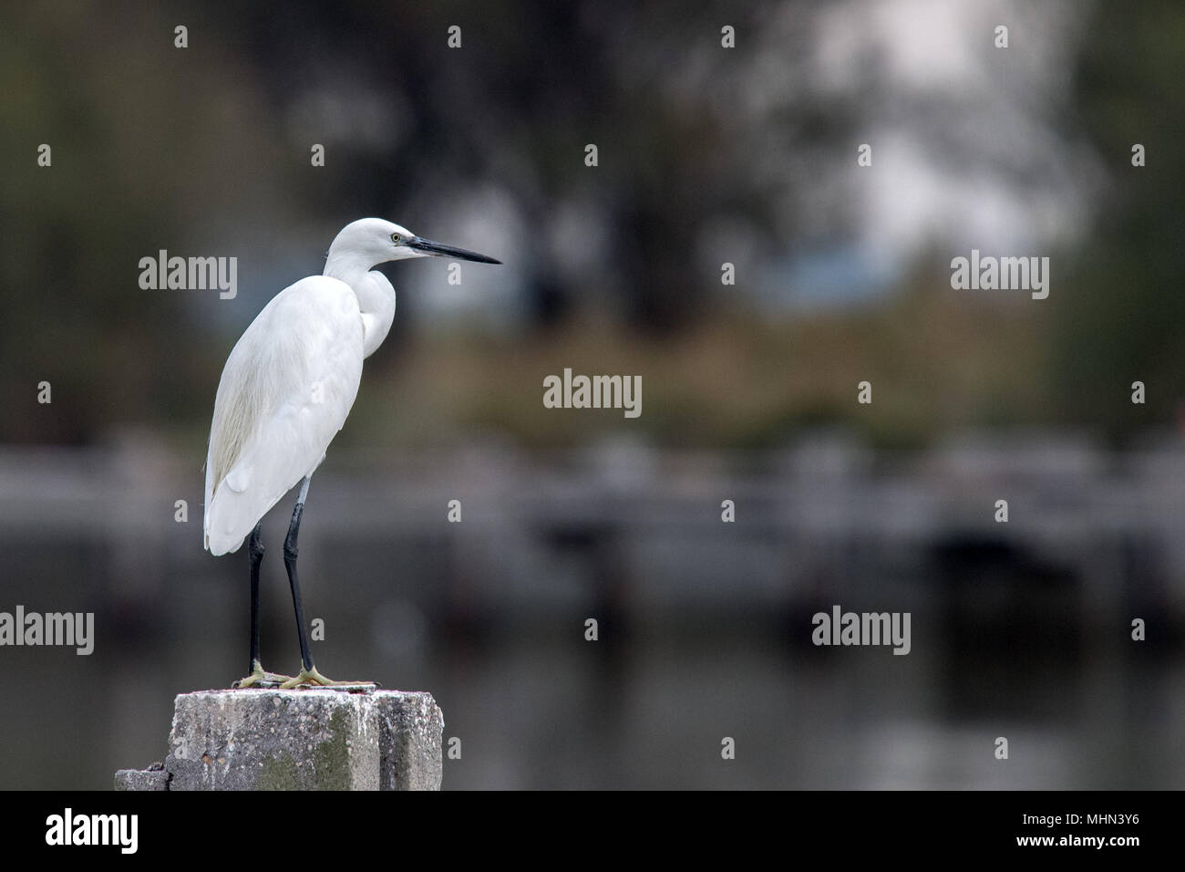 Silver egret hi-res stock photography and images - Alamy
