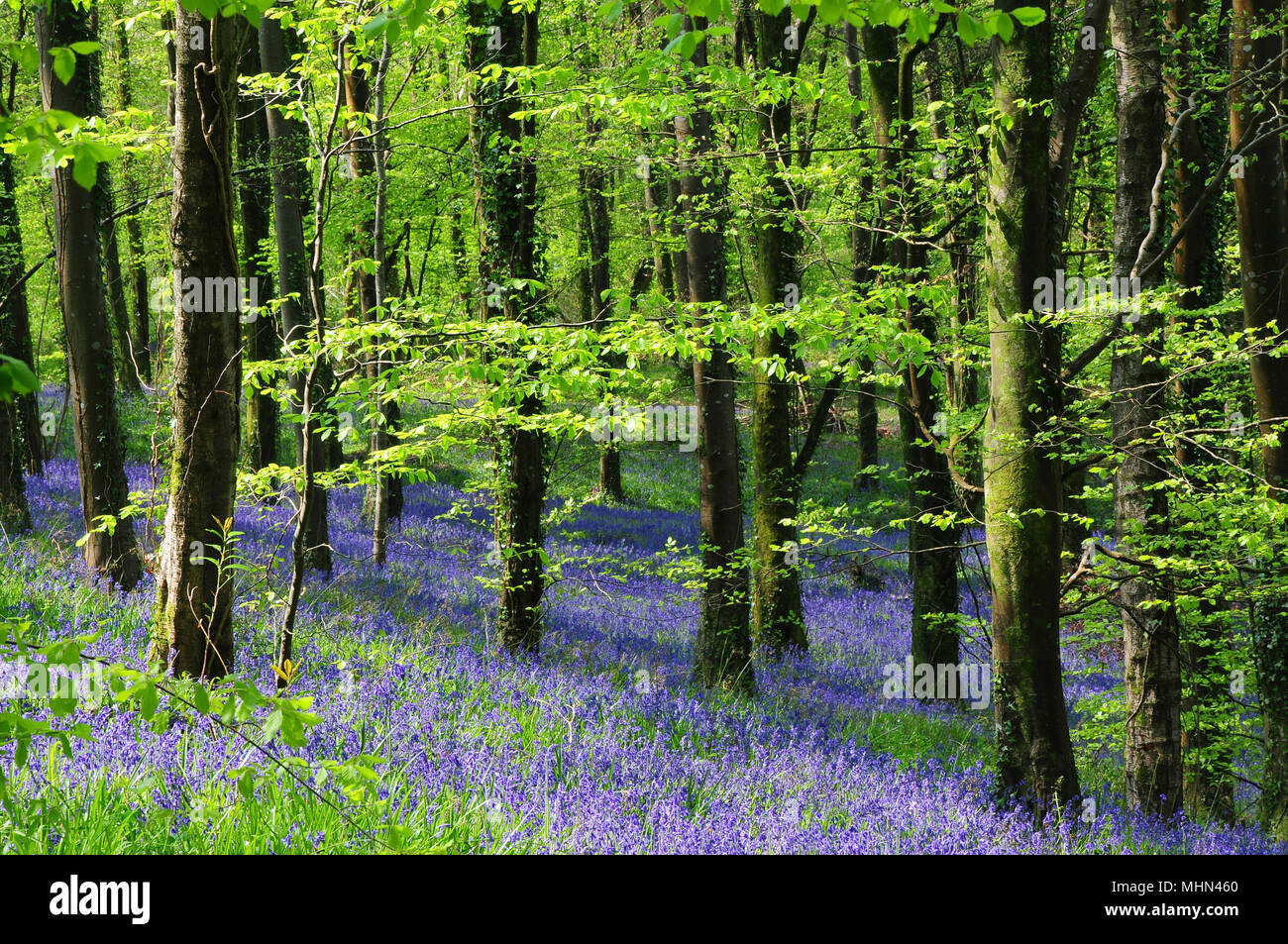 Bluebells in Ermington Wood, Devon in spring Stock Photo - Alamy