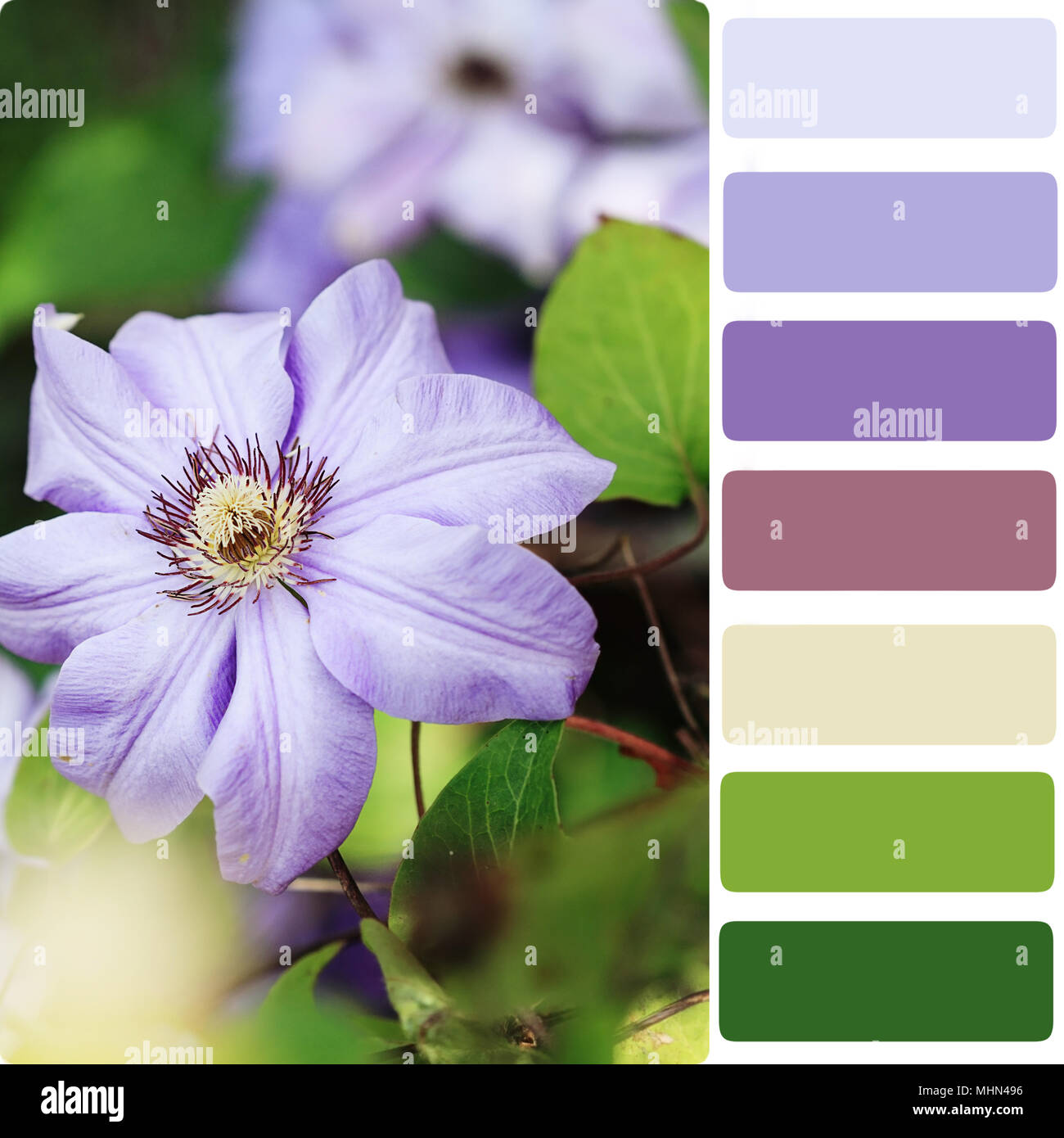 Macro of a violet clematis with color palette Stock Photo - Alamy