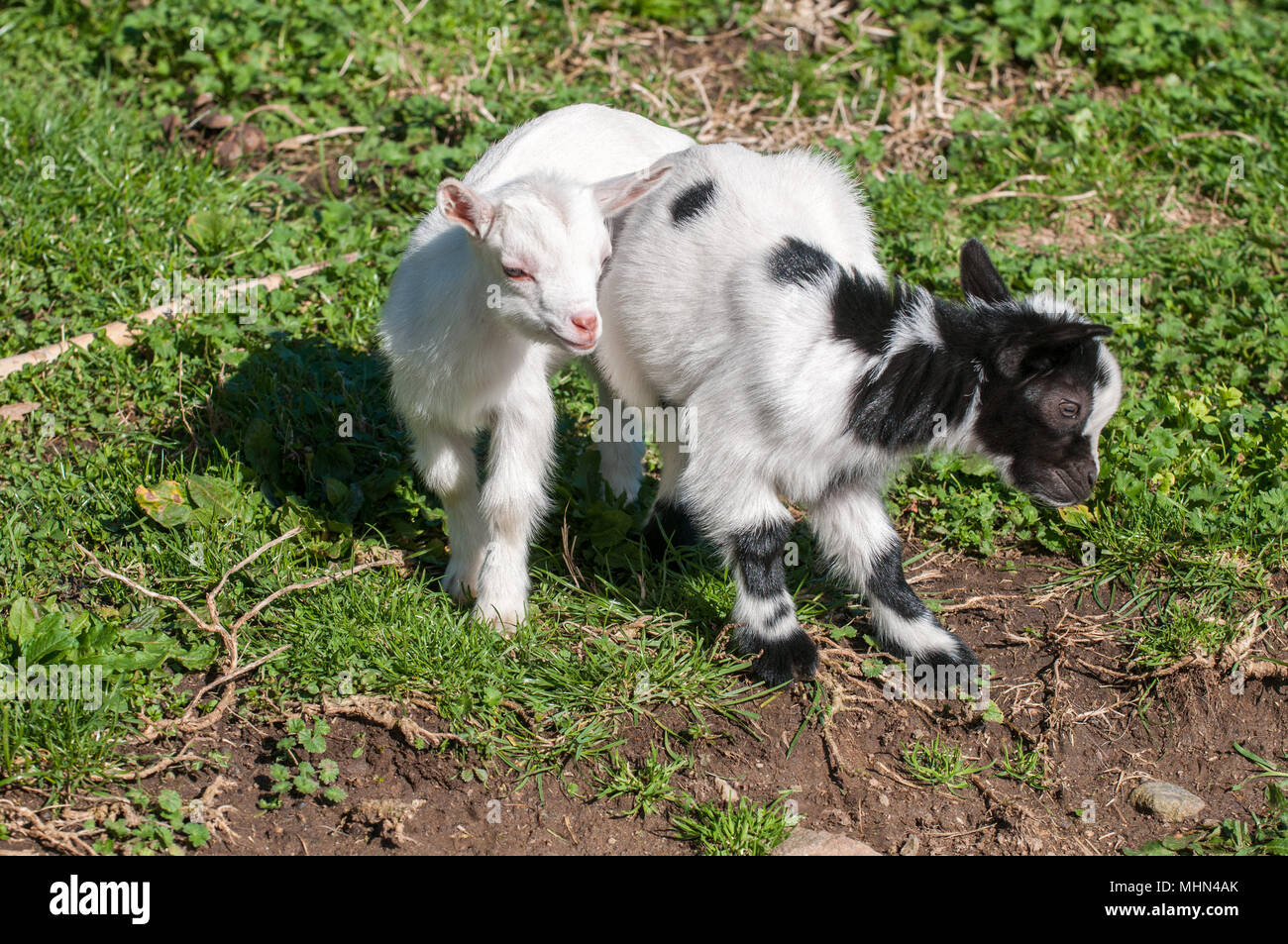 Just born baby white goatling nannie looking at you Stock Photo - Alamy