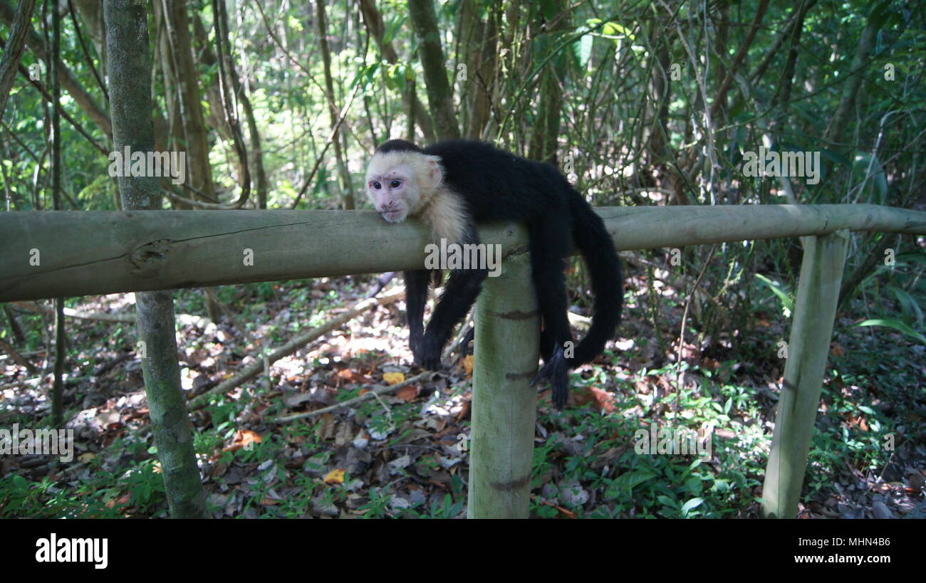 Capucin Monkey with scars at Manuel Antonio, Costa Rica Stock Photo - Alamy