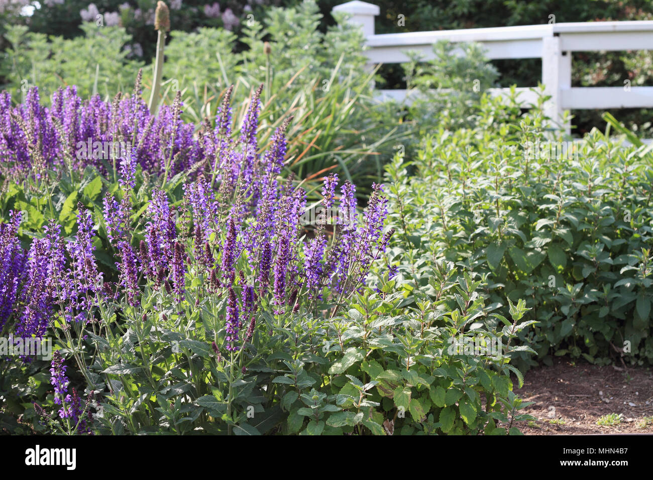 Salvia superba hi-res stock photography and images - Alamy