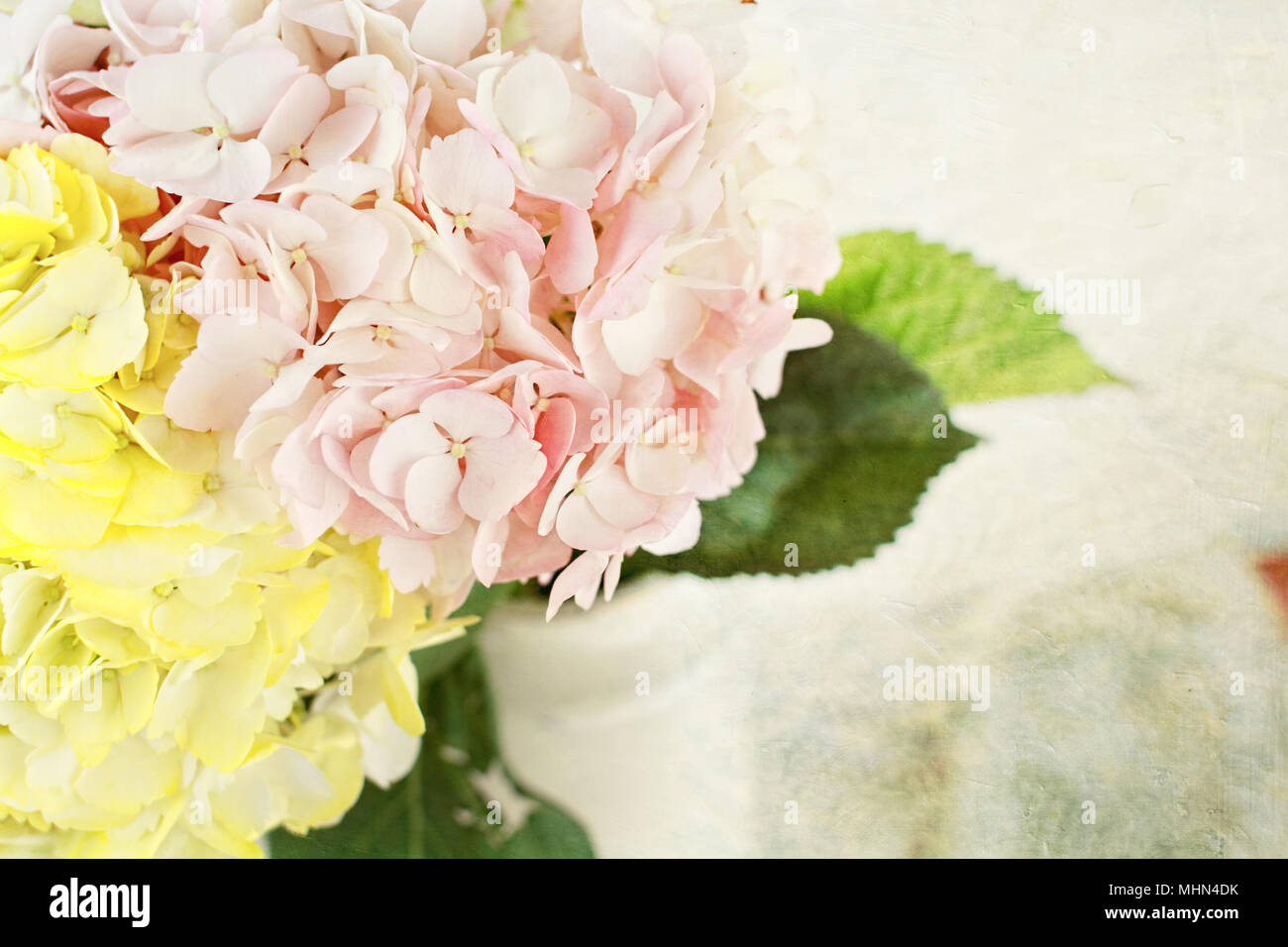 Pastel colored Hydrangeas in a vase with copy space Stock Photo - Alamy