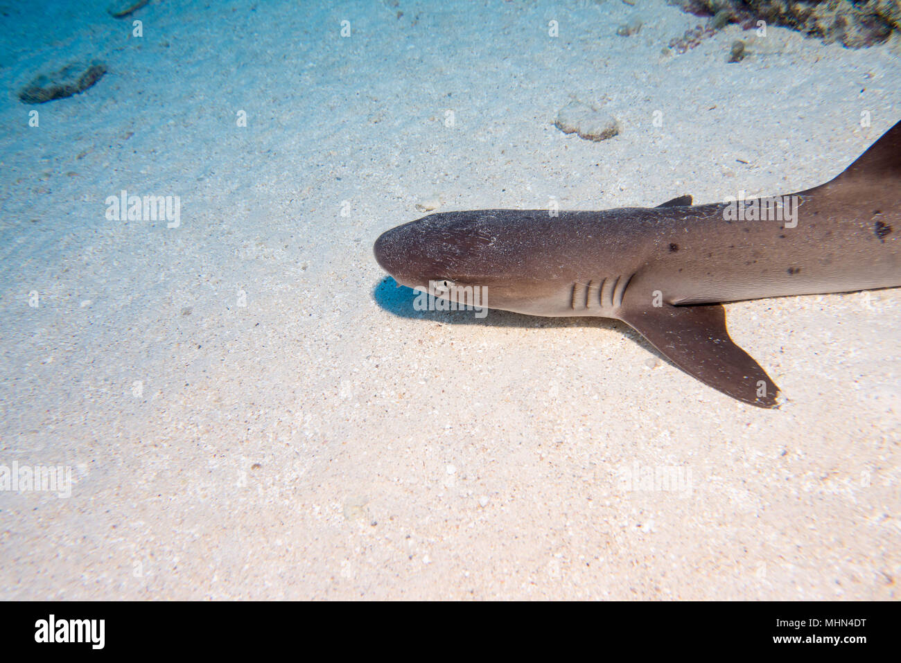 white tip reef shark eye and jaws close up portrait while looking at ...