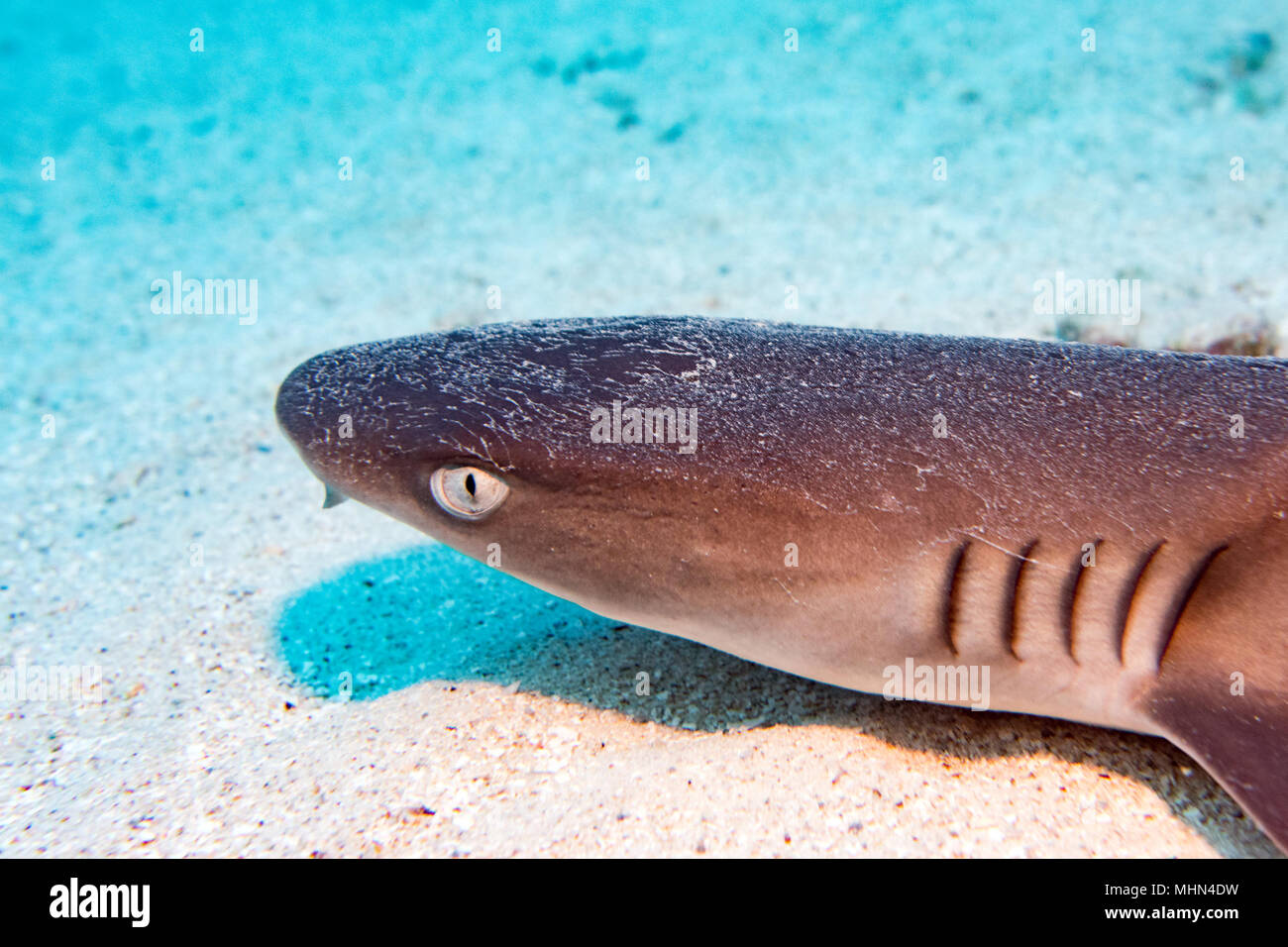 white tip reef shark eye and jaws close up portrait while looking at you Stock Photo - Alamy