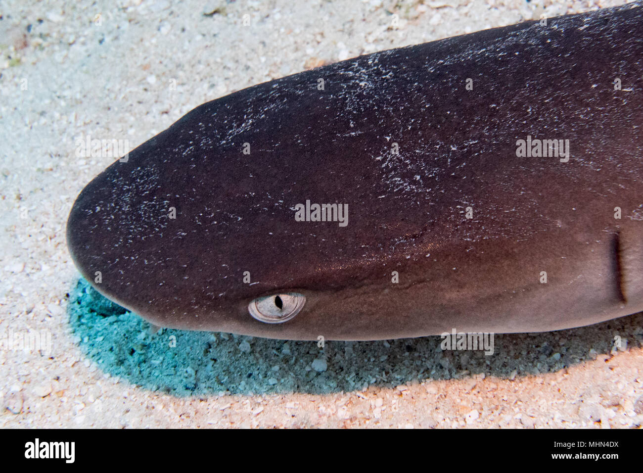 white tip reef shark eye and jaws close up portrait while looking at ...