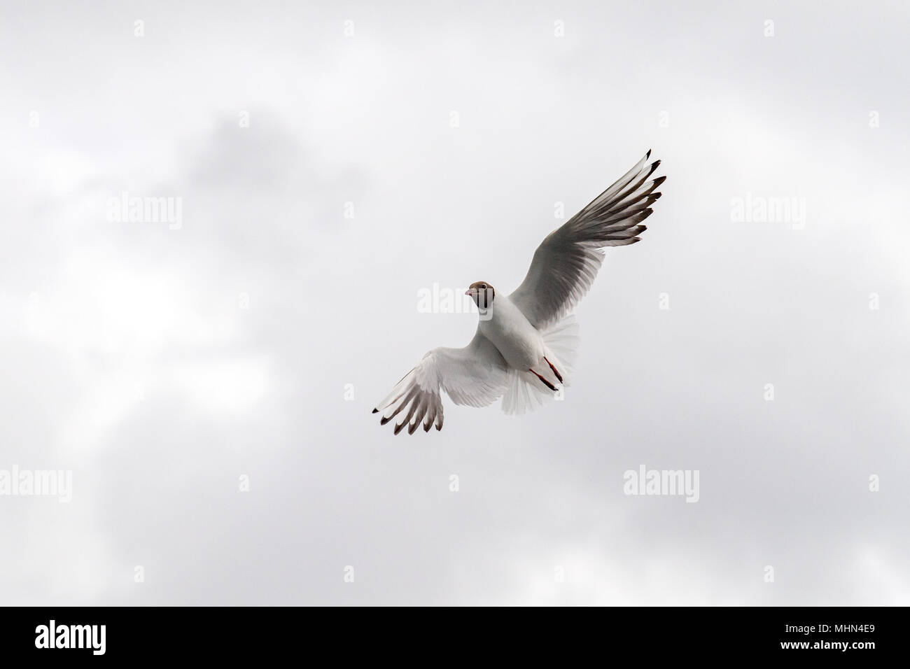 English seagull flying on thames river close up Stock Photo - Alamy