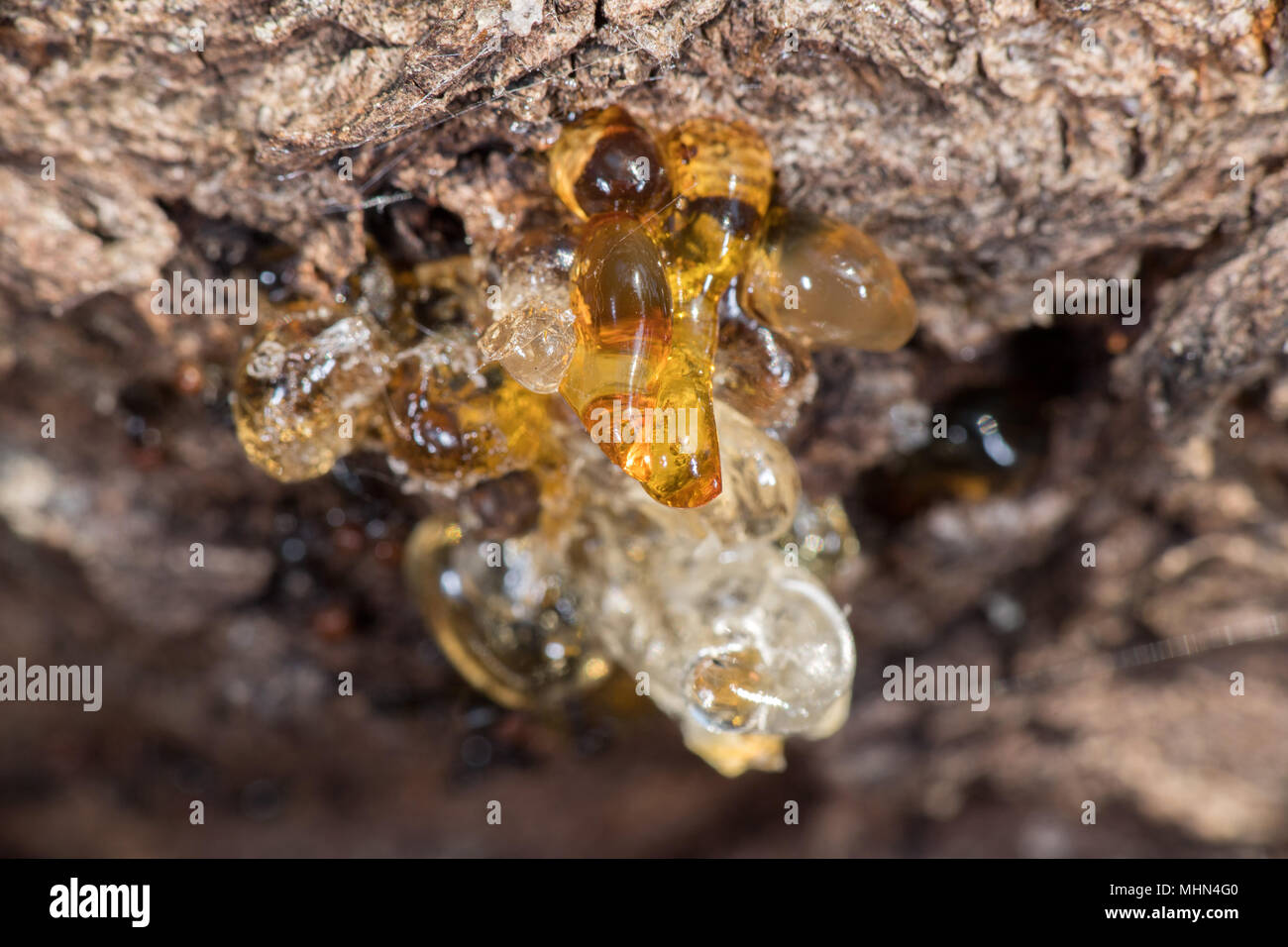 tree natural resin close up macro Stock Photo - Alamy