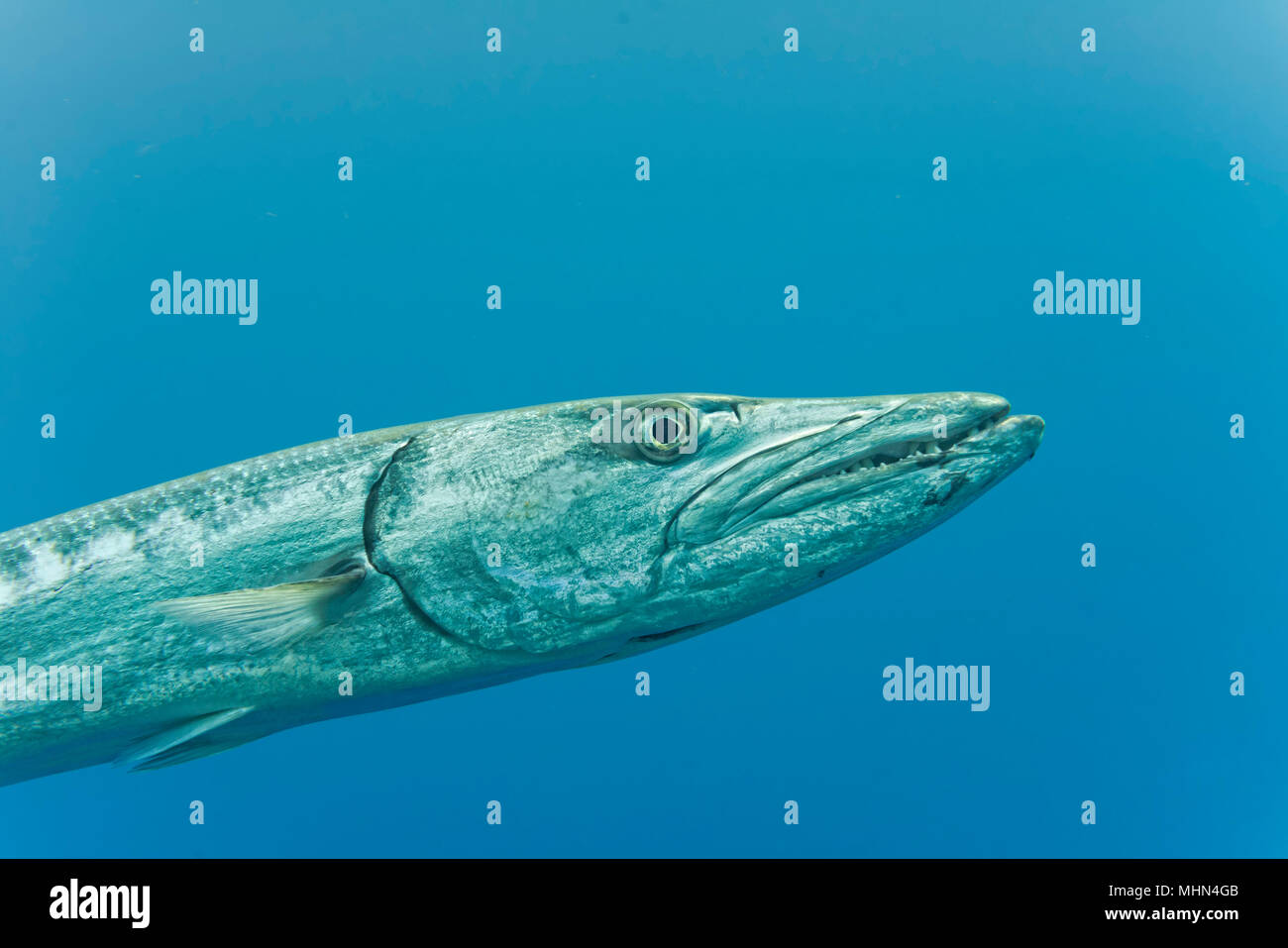 Barracuda Fish underwater close up portrait Stock Photo - Alamy
