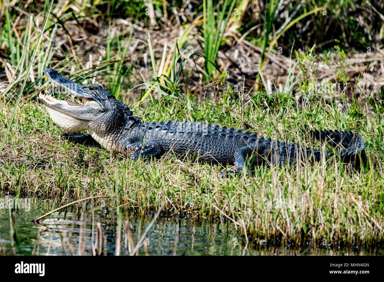 Florida Alligator in everglades close up portrait Stock Photo - Alamy