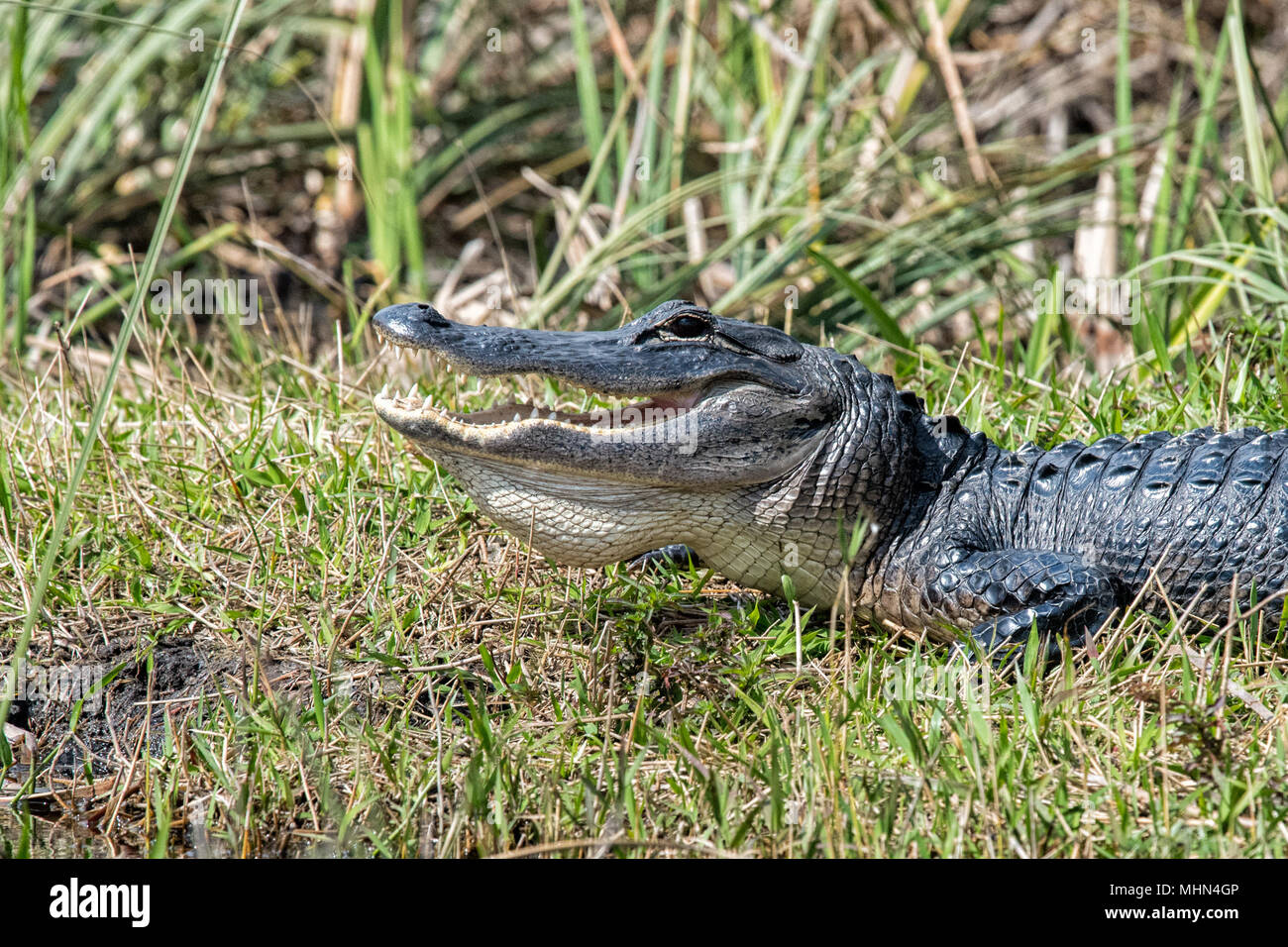 Florida Alligator in everglades close up portrait Stock Photo - Alamy