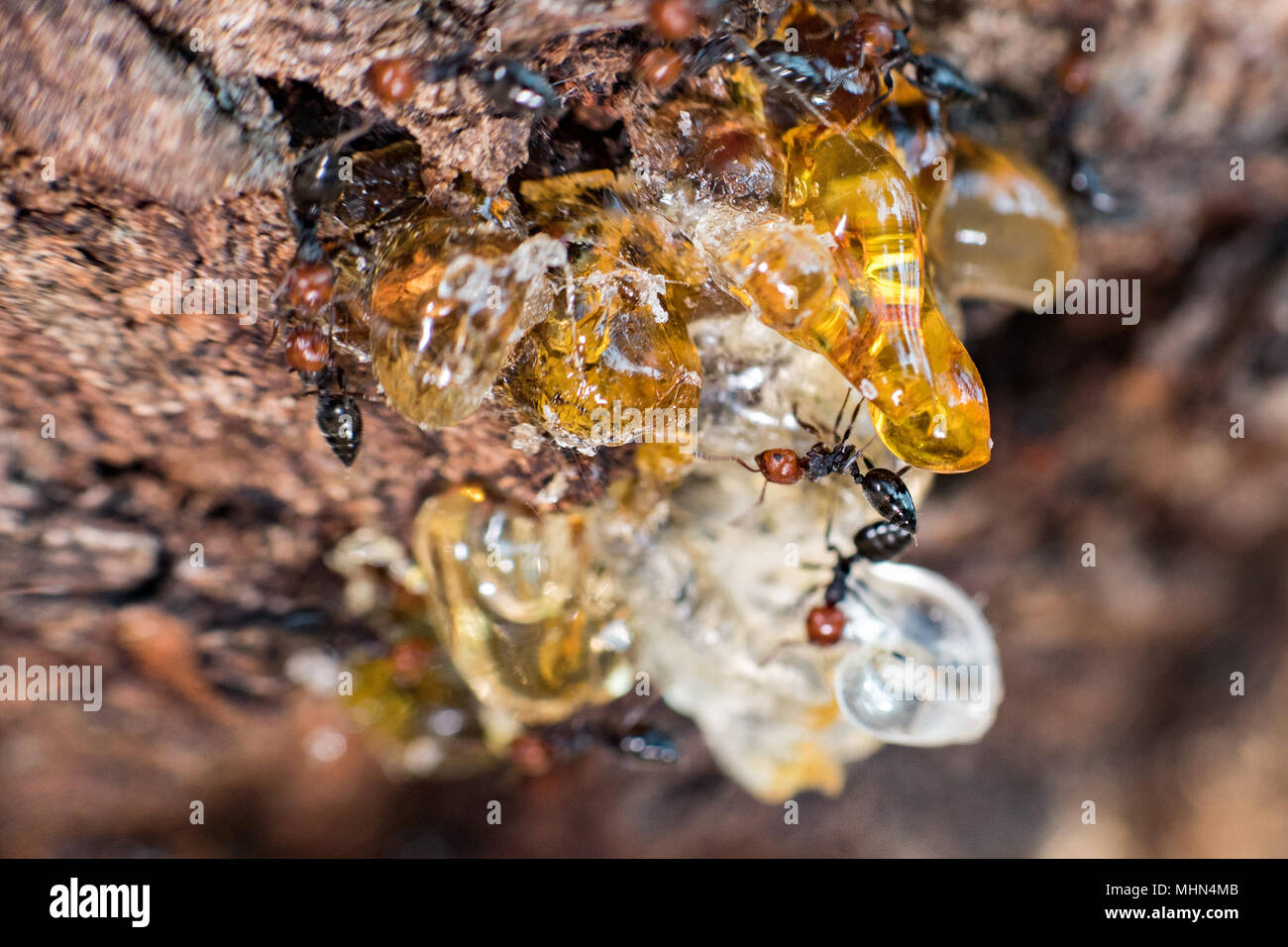 Red head black body fire ants honeypot Myrmecocystus detail macro ...