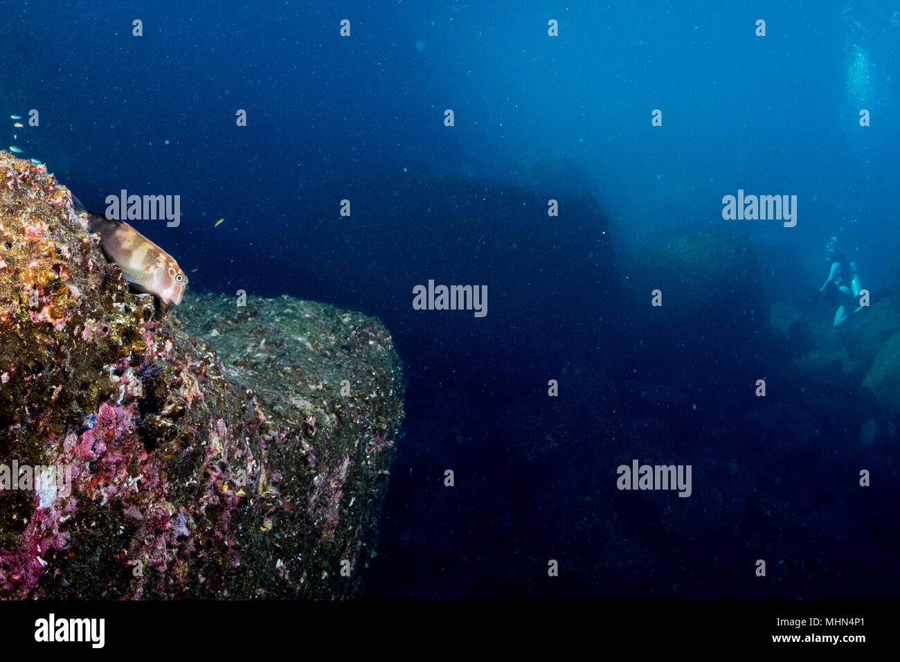 Raja with hawk hi-res stock photography and images - Alamy