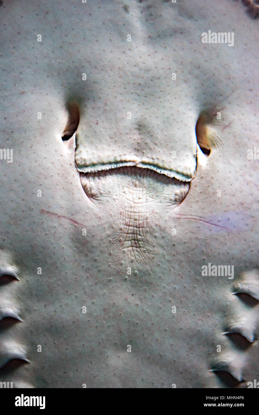 spotted ray detail of mouth Stock Photo - Alamy