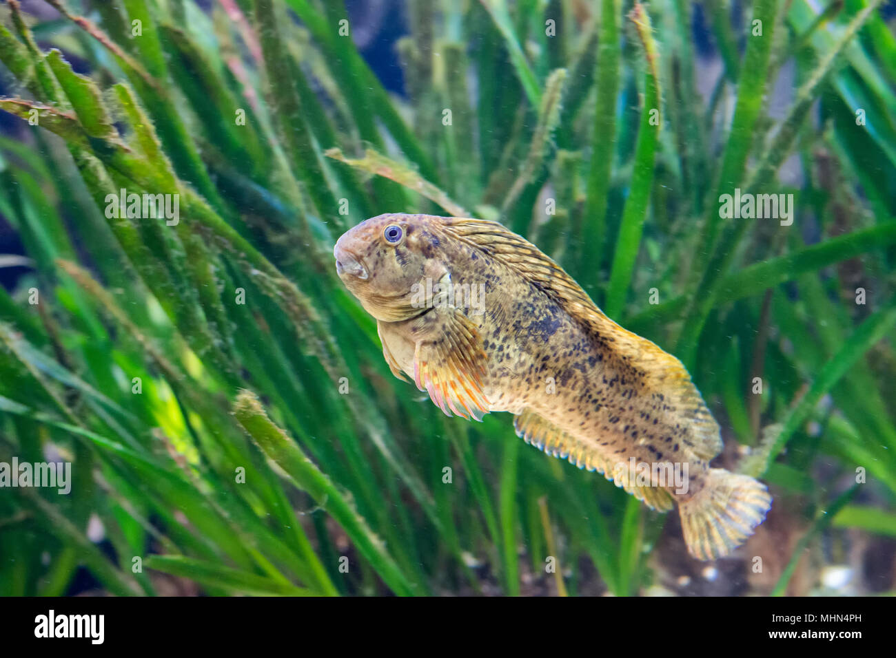 mediterranean colorful blenny fish underwater close up portrait Stock ...